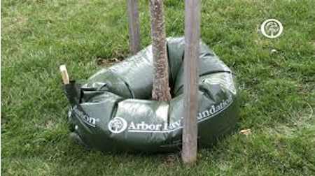 Three Important Tips for Watering Your Tree - Texas Trees Foundation