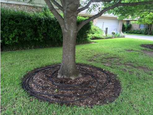 Three Important Tips for Watering Your Tree - Texas Trees Foundation