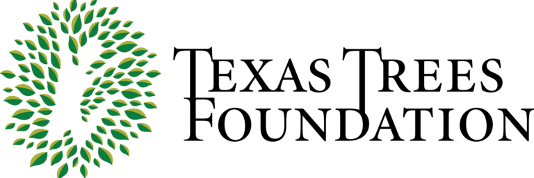 American Chestnut Tree - Texas Trees Foundation