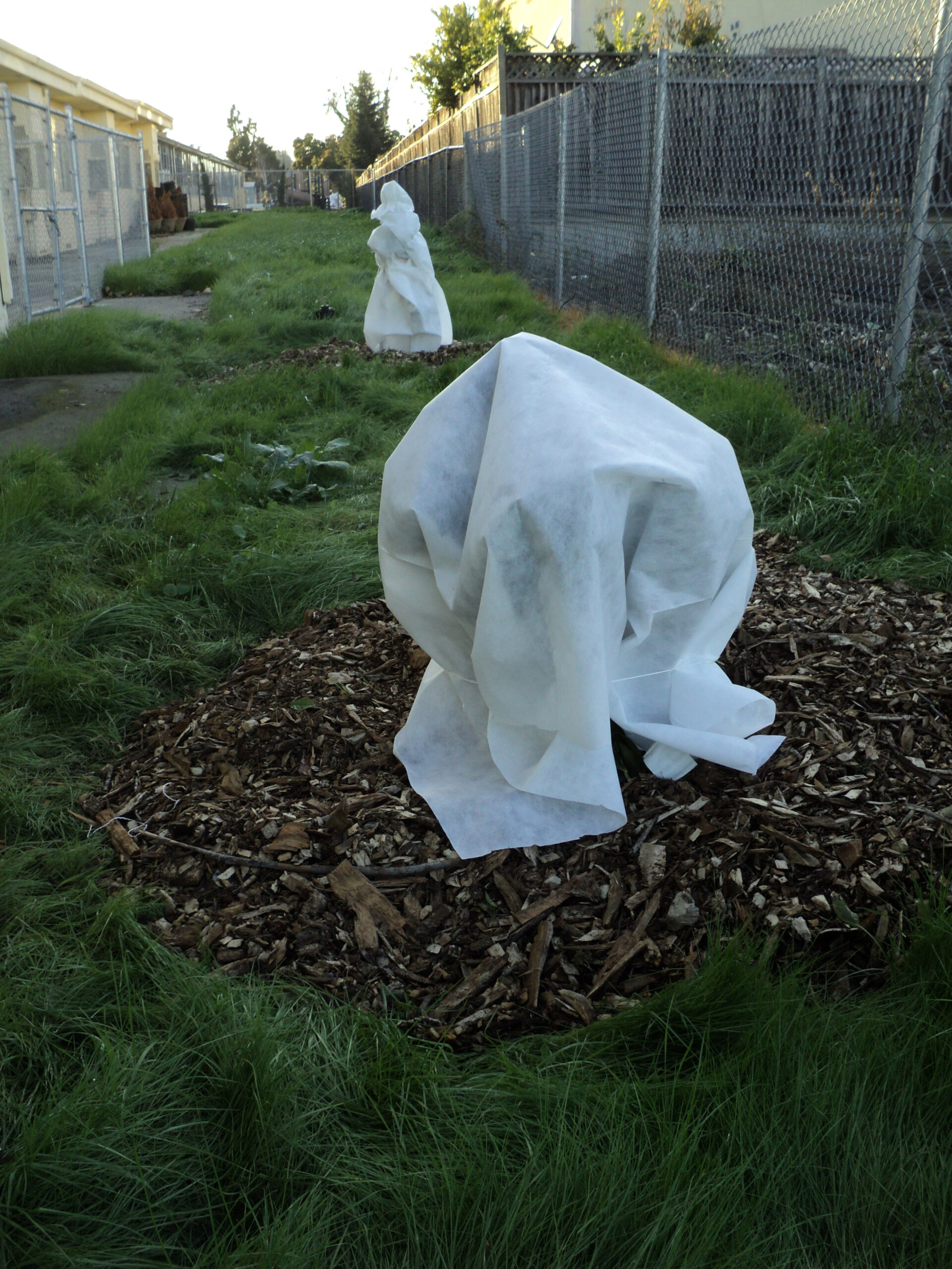 How to Care for Your Tree During the Winter - Texas Trees Foundation