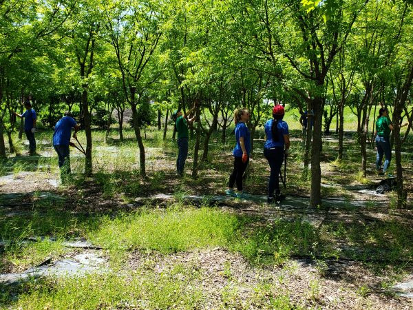 History - Texas Trees Foundation
