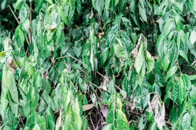 Excessive Heat Creates Stress in Trees: Recognize & Respond to the ...