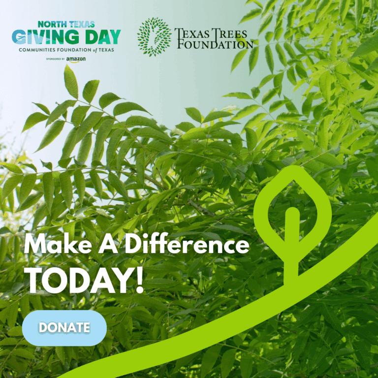 Home - Texas Trees Foundation